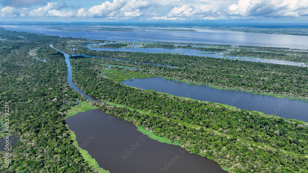 Nature tropical Amazon forest at Amazonas Brazil. Mangrove forest ...