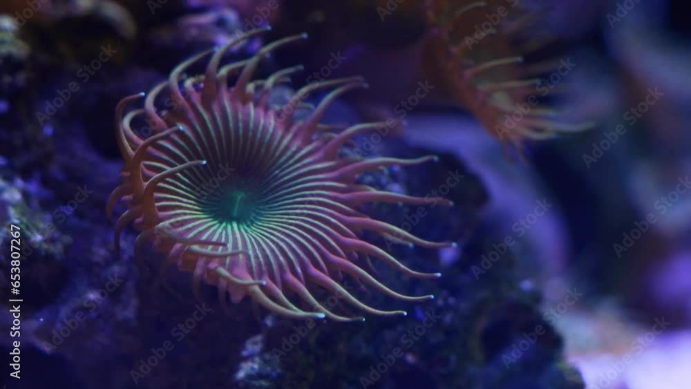 Vidéo Stock frag colony of zoanthid possibly Zoanthus sociatus macro, fluorescent polyp move ...