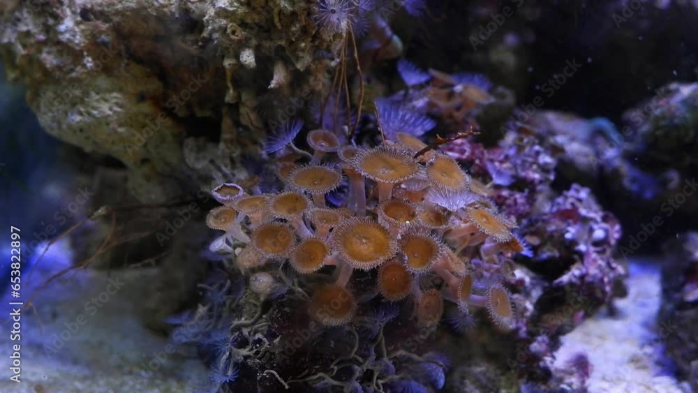 Palythoa Brown Button polyp move head tentacle and hunt for food in ...