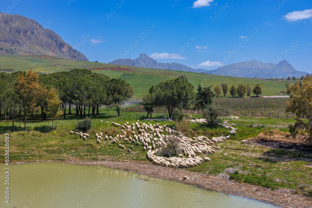Flock of sheep grazing at Lake Poma on the island of Sicily Stock-Foto ...