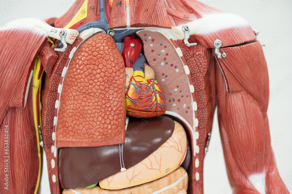 Anatomy human body model isolated on white background.Part of human ...