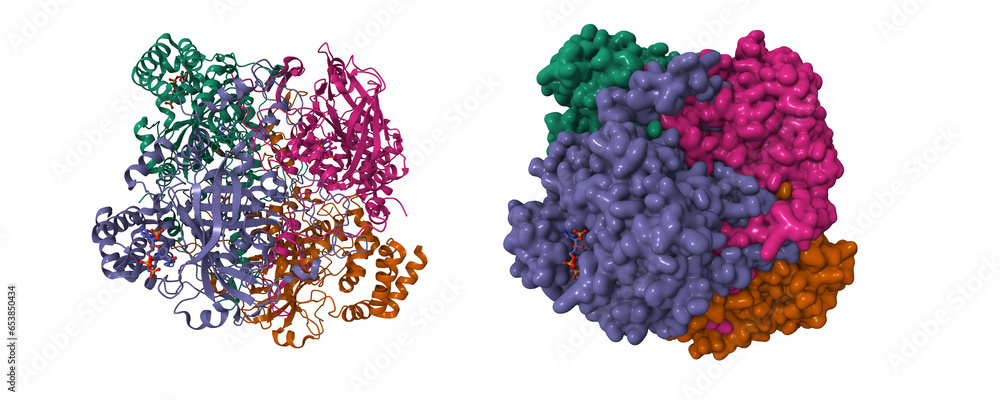 Structure of human erythrocyte catalase. 3D cartoon and Gaussian ...