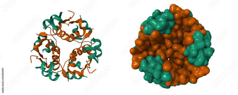 Structure of native human insulin oligomer. 3D cartoon and Gaussian ...