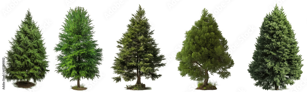 Confier trees with dense foliage isolated on transparent background ...