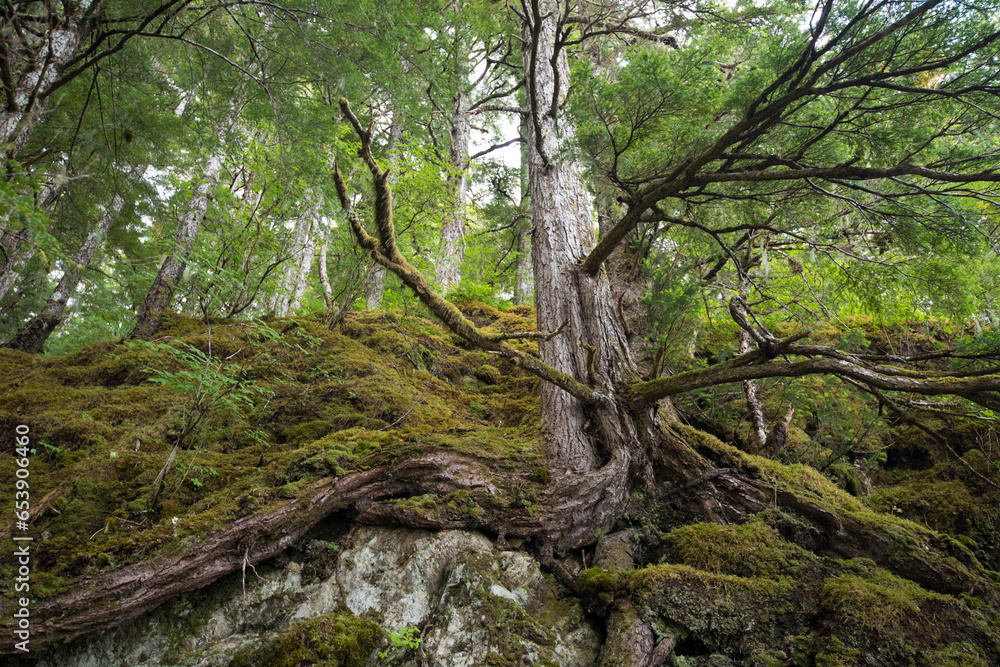 Sitka spruce tree (Picea sitchensis) with root system in rock and moss ...