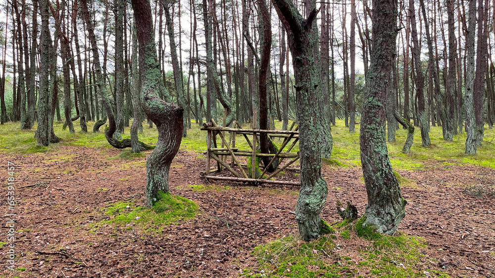 Dancing forest of the Curonian Spit in Kaliningrad. Anomaly for a pine ...