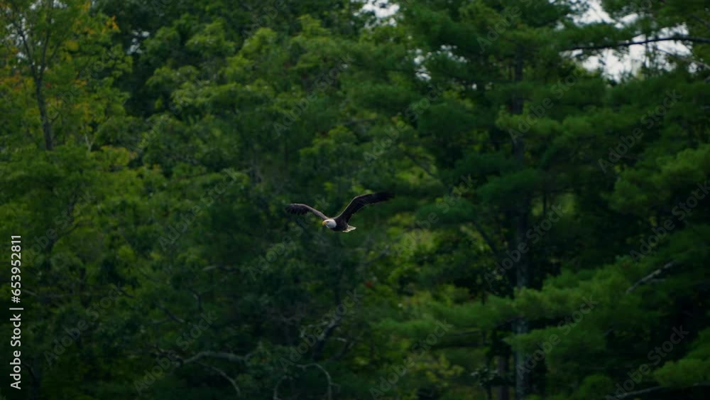 Majestic Bald Eagle flying in slow motion. Close-up bird Eagle flying ...