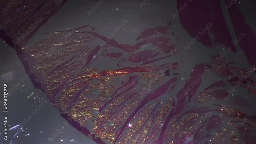 Macro footage of tongue in longitudinal section showing filiform ...