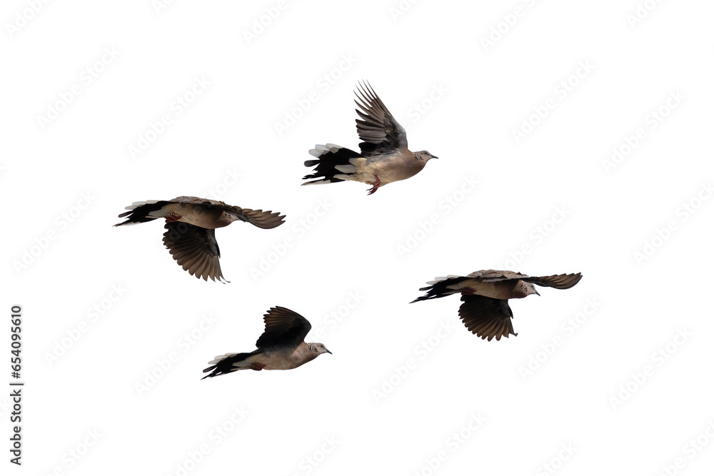 The movement scene of four spotted doves flying in the air is isolated ...