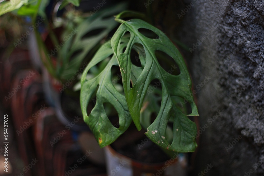 Monstera Acuminata, Monstera Adansonii, Monstera Obliqua are plants ...
