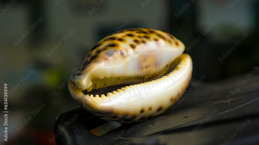 Kuwuk shells are shells used as a medium for playing congklak, or they ...