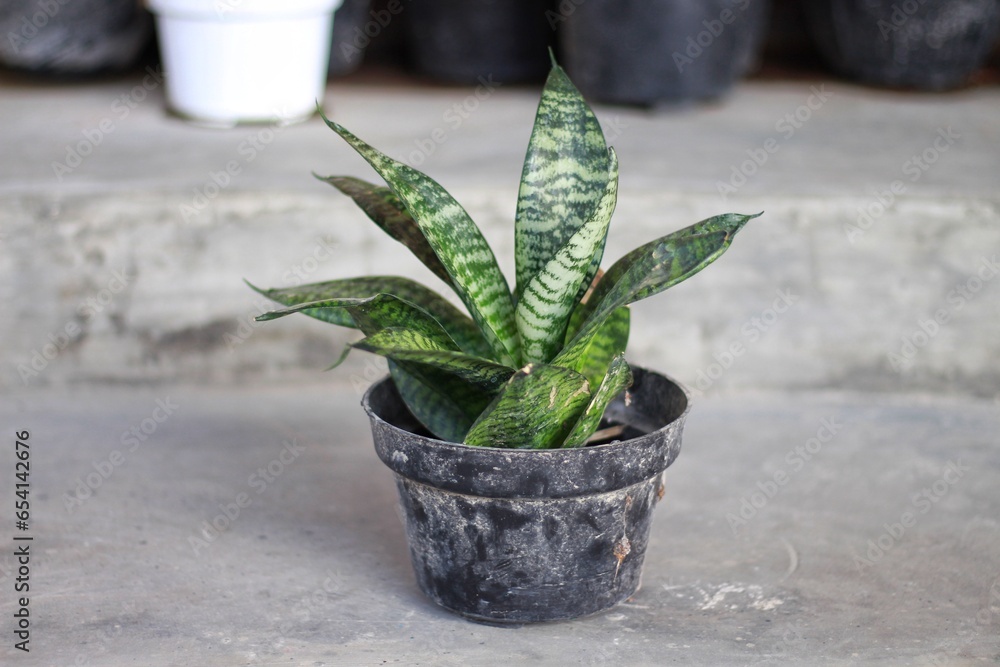 snake plant, mother-in-law's tongue, viper's bowstring hemp ...