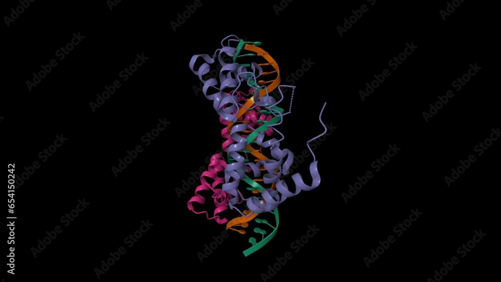 Structure of hepatocyte nuclear factor 1a bound to DNA. Animated 3D ...