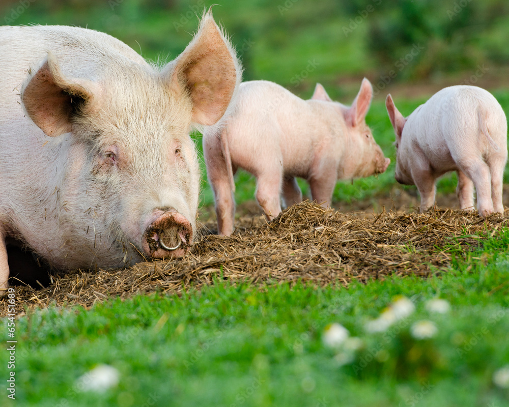 piglets and their mother in the wild on a sustainable organic farm ...