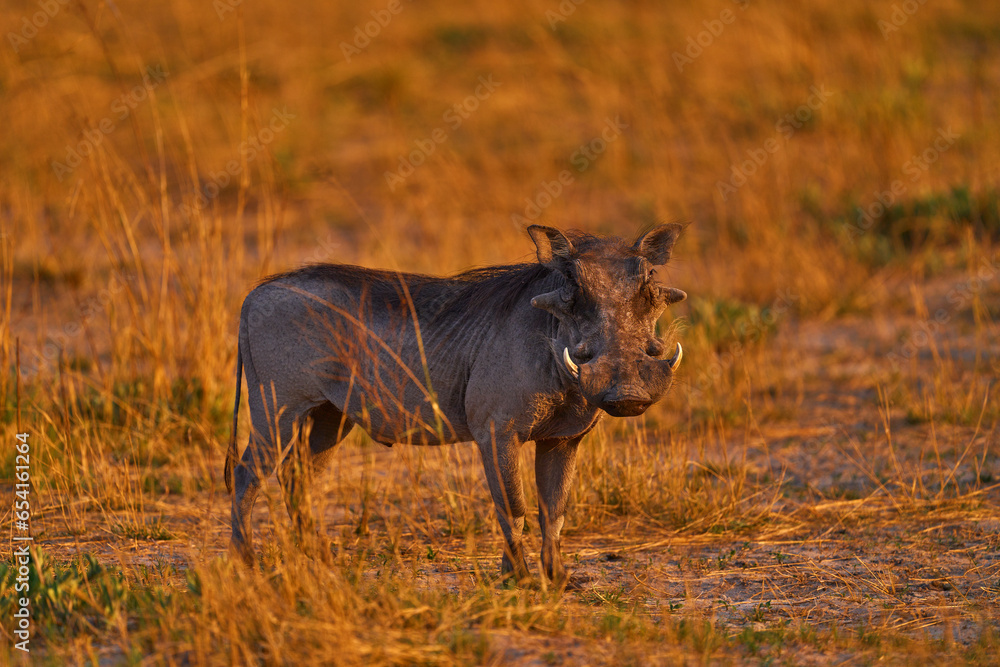 Warthog family, two young, in the green wet season African landscape ...