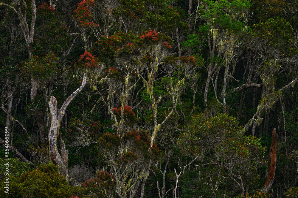 Original native tropic forest in Madagascar, old trees in wet season in ...