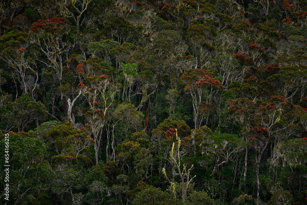 Original native tropic forest in Madagascar, old trees in wet season in ...