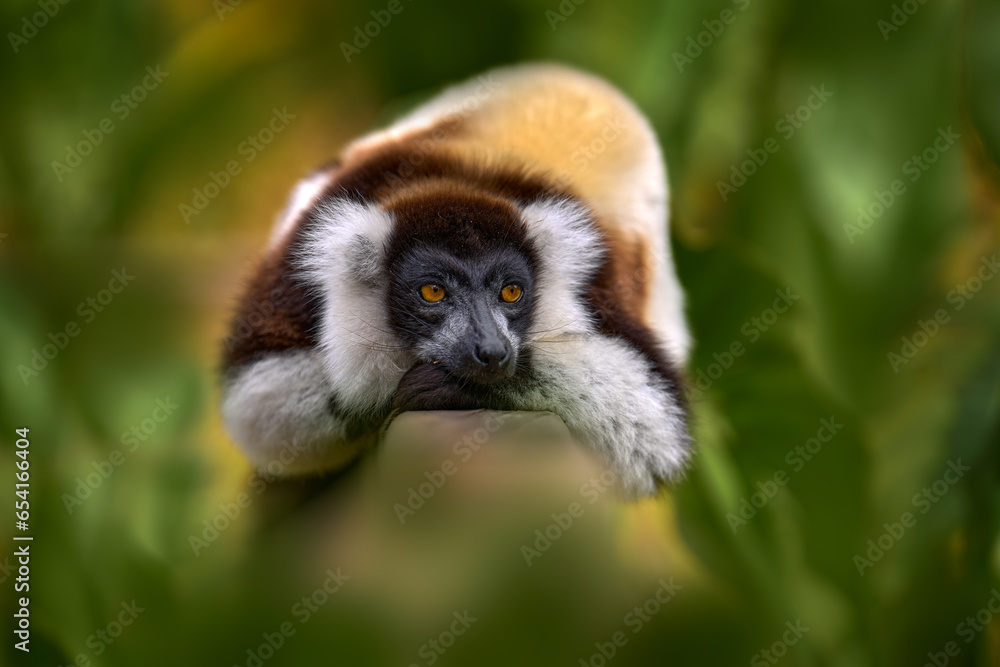 Lemur - close-up face head detail with yellow eye. Black-and-white ...