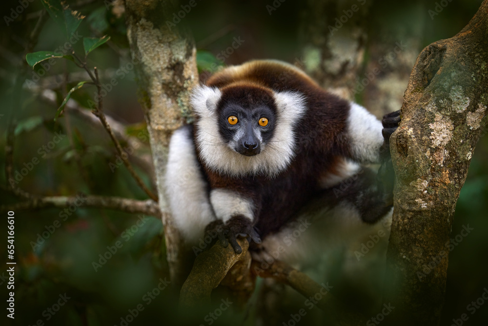 Lemur - close-up face head detail with yellow eye. Black-and-white ...