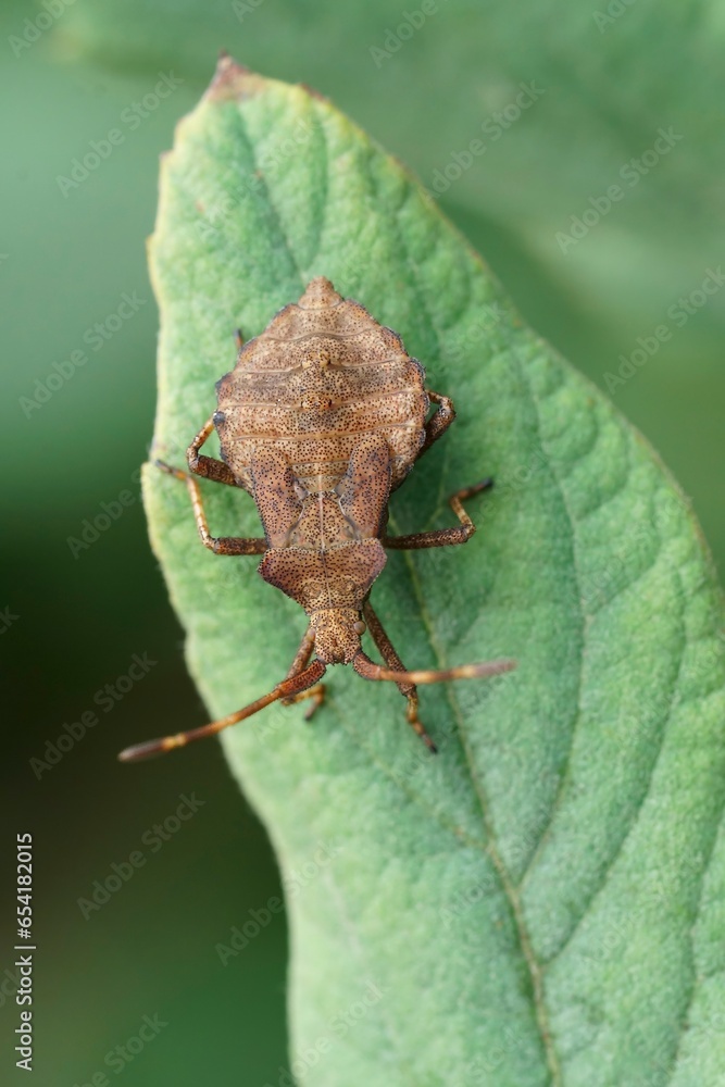 Vertical closeup on an instar nymph of the Dock bug, Coreus marghinatus ...