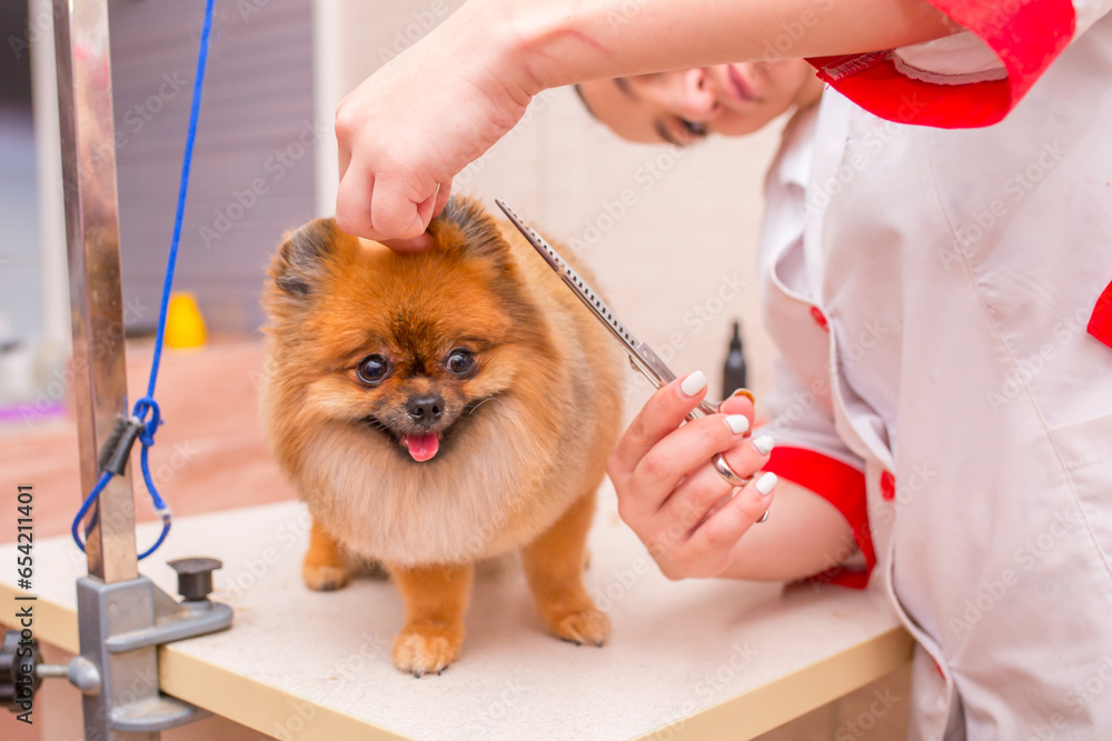Beautiful pomeranian spitz. Grooming animals, grooming, drying and ...
