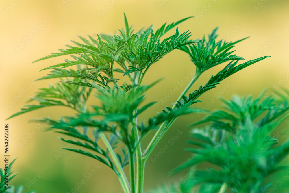 Ambrosia bushes. Ambrosia artemisiifolia causes allergies in summer and ...