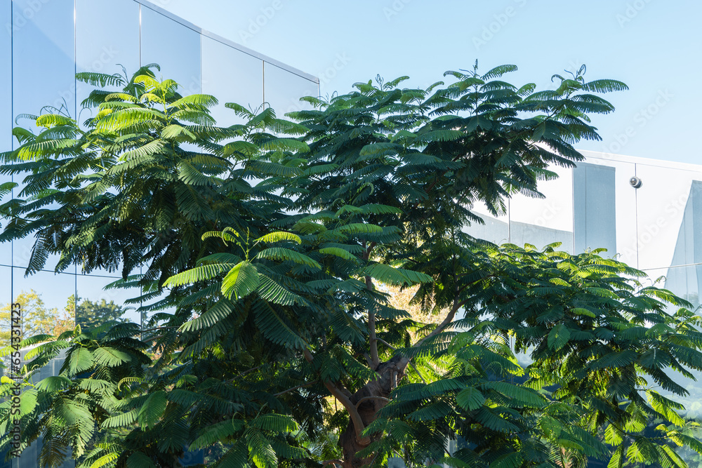 Close-up of Delonix regia tree (Flamboyant or Royal Poinciana tree ...