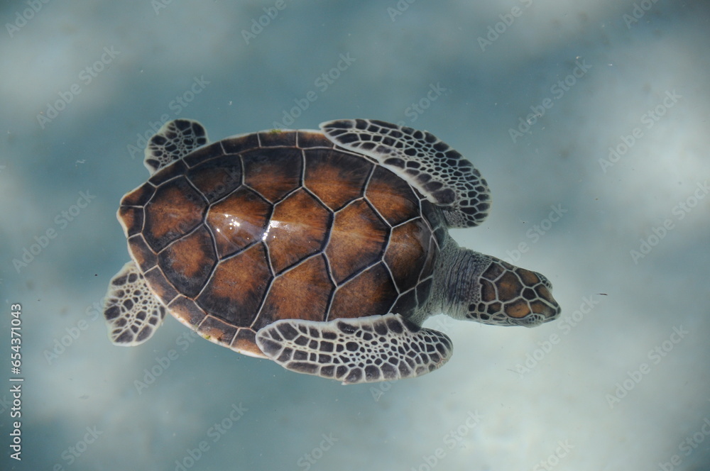 Little sea turtle in water, top view | Uwalls.co.uk
