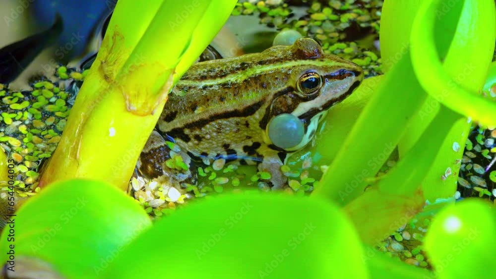 Pelophylax ridibundus - a frog sings, inflating air sacs in a lake ...