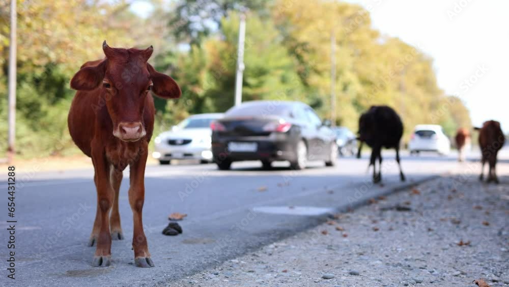 Cows along the paved road, the carriageway. Dangerous road for drivers ...