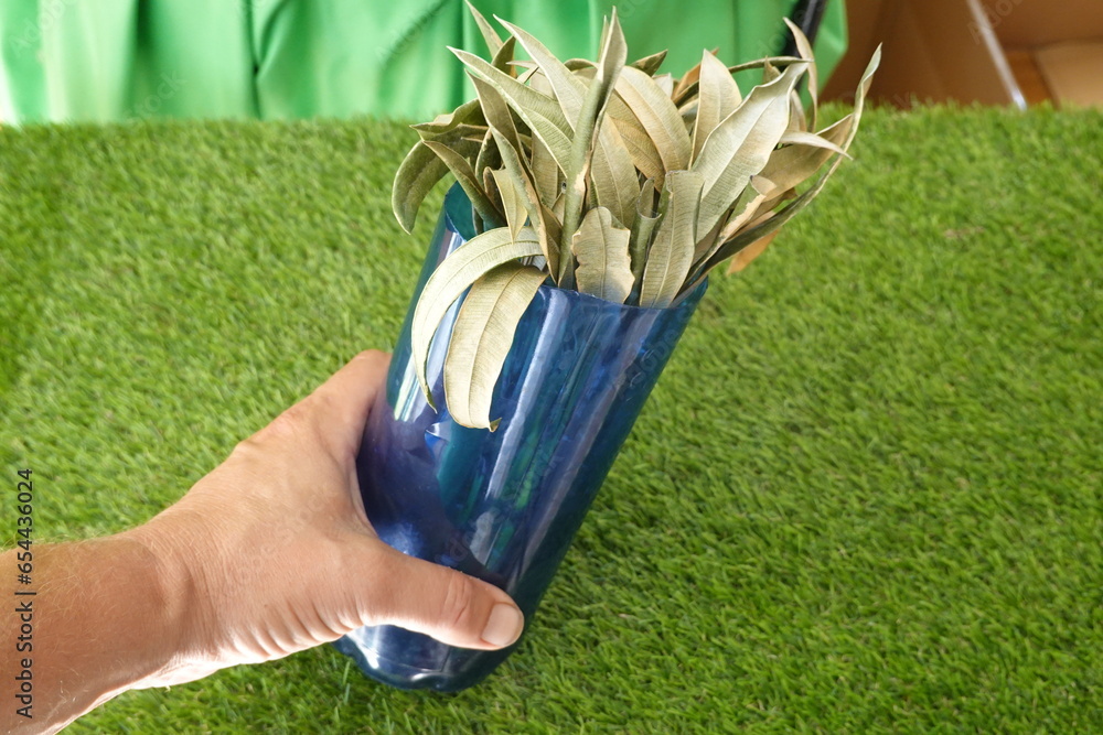 How to propagate oleander by cuttings, water cuttings of oleander plant ...