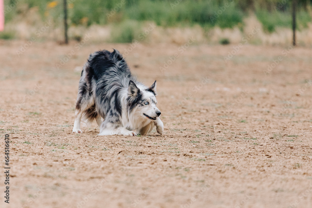 Border Collie herding dog working with sheep in herding sport Stock ...