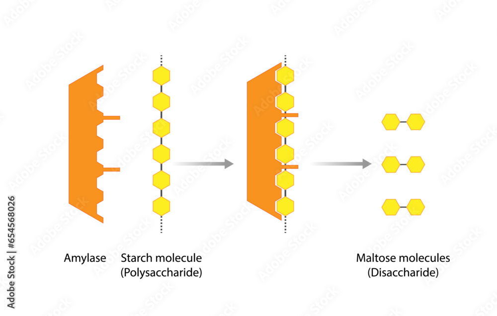 Carbohydrates Digestion. Amylase and Maltase Enzymes catalyze ...