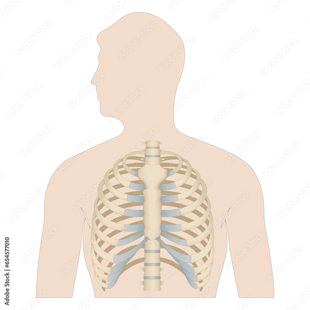 Bones of the human chest. Skeletal system for a medicine poster. Stock ...