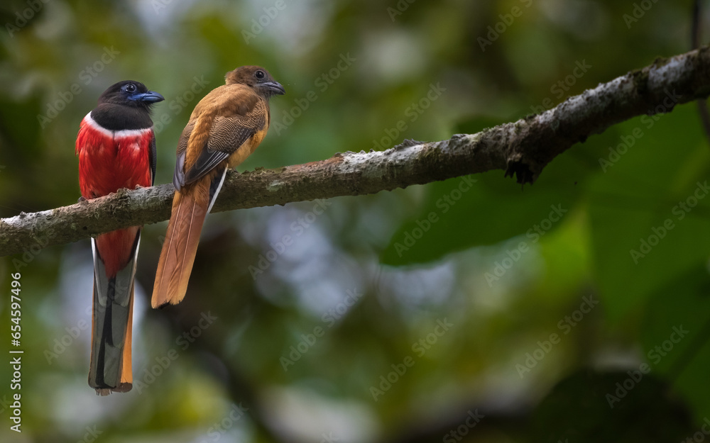 A rare sight of male and female Malabar Trogons spotted together ...