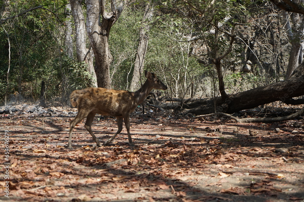 komodo national park bottle nosed deer chilling on the forest floor ...