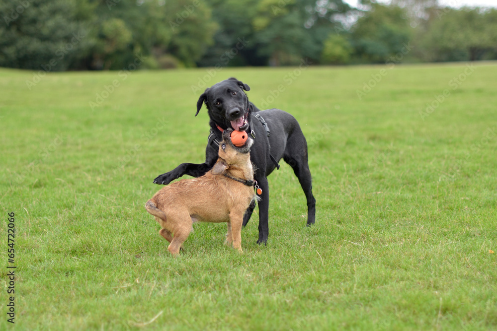 Cute Border Terrier and Black Labrador Retriever are play fighting over ...