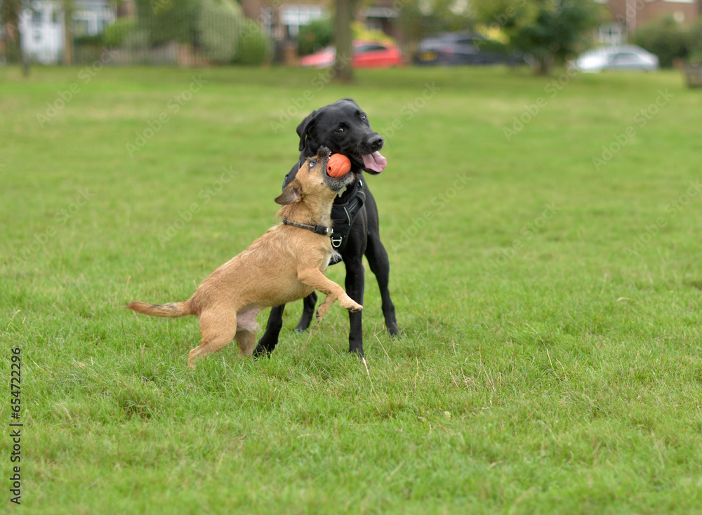 Cute Border Terrier and Black Labrador Retriever are play fighting over ...
