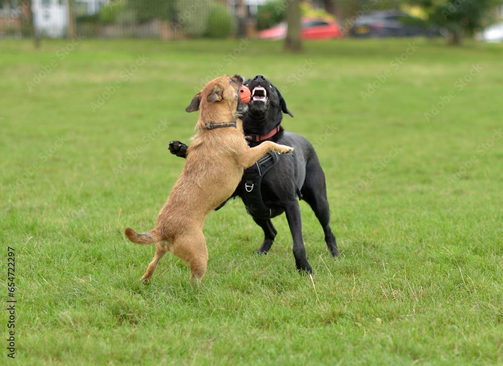 Cute Border Terrier and Black Labrador Retriever are play fighting over ...