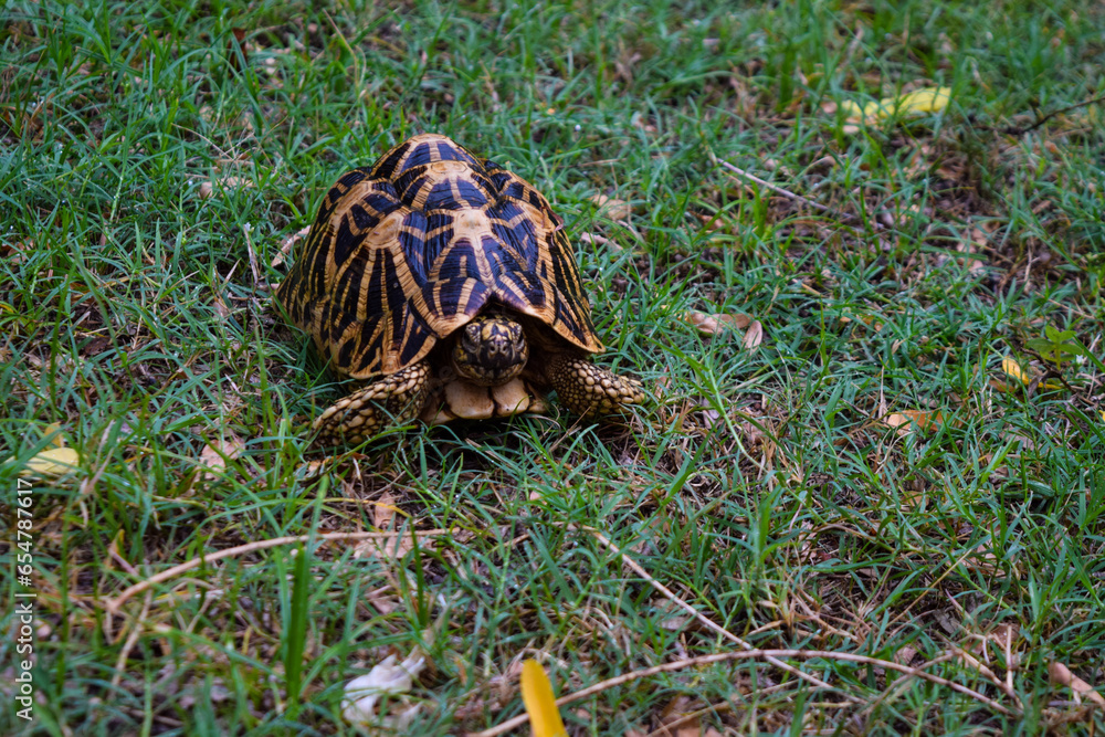 Stunning image of star tortoises, showcasing their unique shell ...