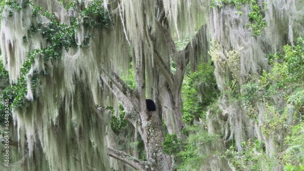 spectacled bear, Tremarctos ornatus, native to the forests of the ...
