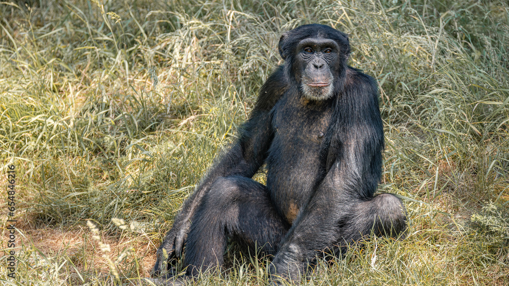 Portrait of an adult male chimpanzee in tall grass as savannah, closeup ...