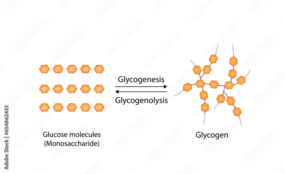 Glycogenesis Glycolysis Glycogenolysis Carbohydrates Digestion Glycogen And Glucose Sugar