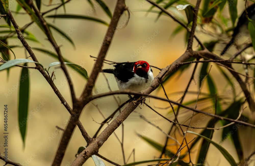 portrait of a cardinal tropical bird in the zoo recreated rainforest ...