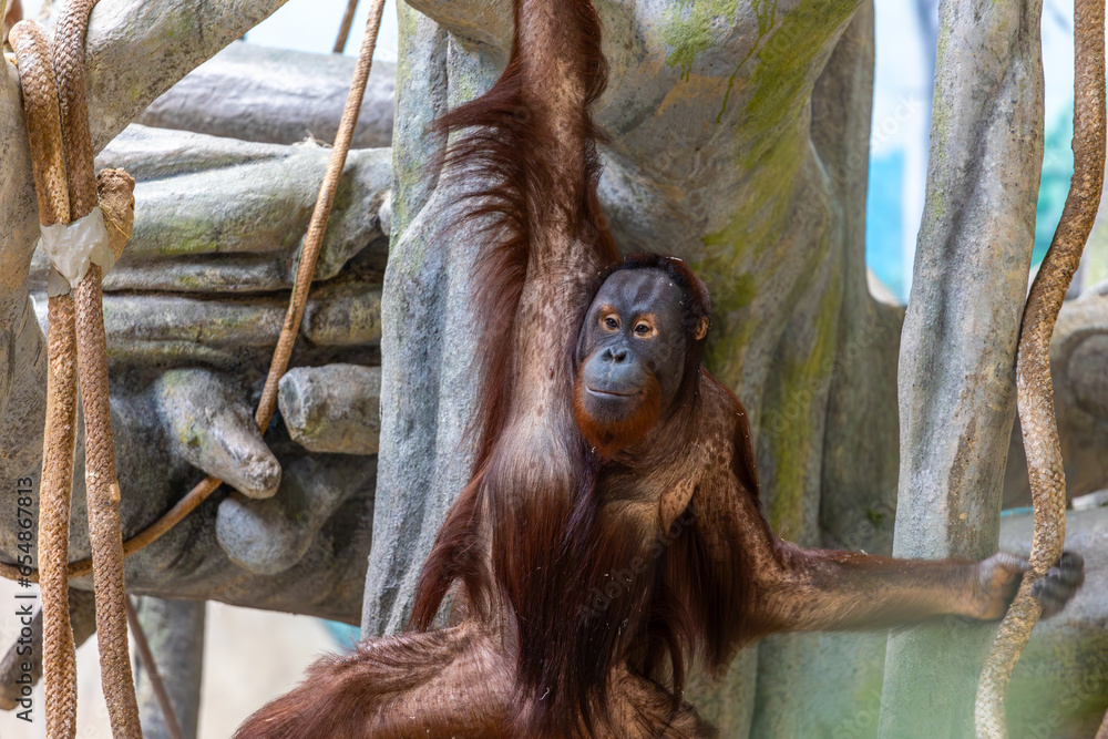 a large orangutan is relaxing on a tree branch in the built forest ...