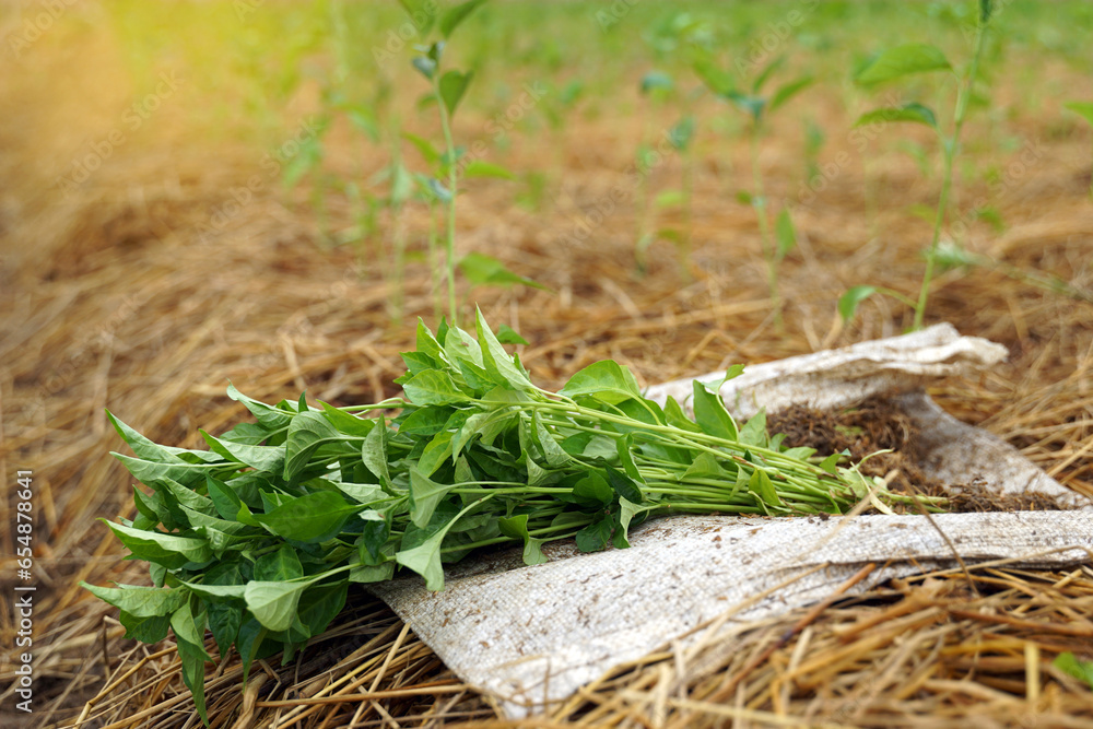 Chili seedlings are placed on sacks prepared by gardeners for planting ...