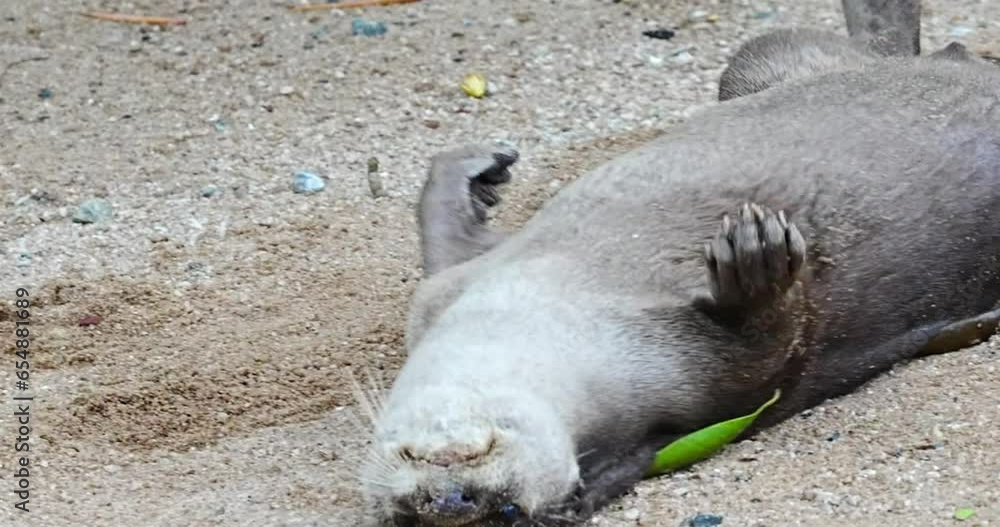 Otters are a group of semi-aquatic mammals known for their playful ...