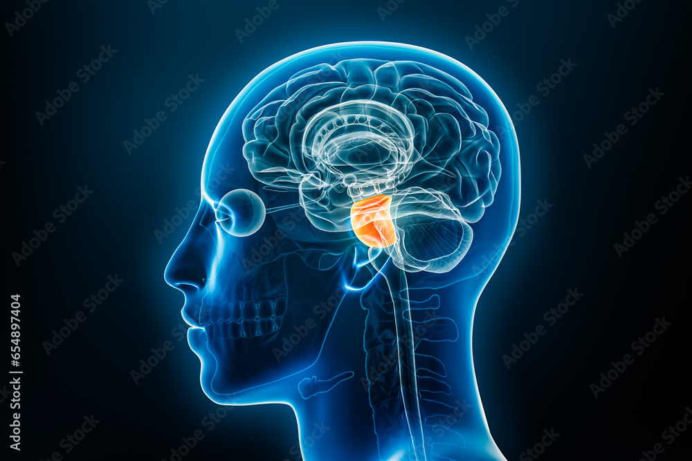 Xray lateral or profile view of the pons 3D rendering illustration with ...