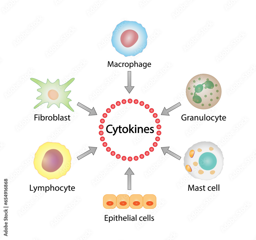 Cytokines producing cells including macrophage, granulocyte, endothelial, fibroblast, mast cell ...