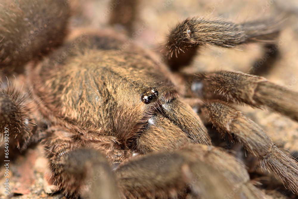 Closeup of the Middle East gold tarantula Chaetopelma olivaceum ...